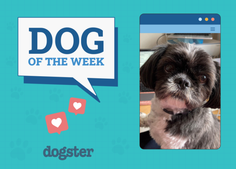 „Dogster“ nuotraukų konkursas: Savaitės šunų nugalėtojai (2025 m. Kovo 20 d.) - AugintinisPlius.LT